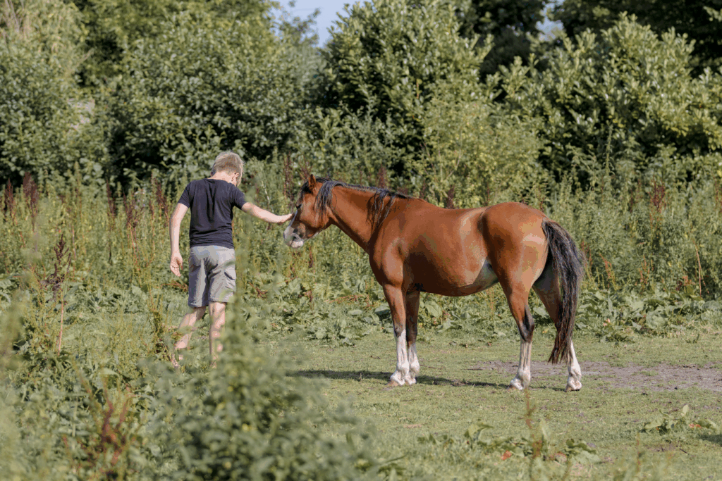 Tarieven - Horses & Harmony paardencoaching